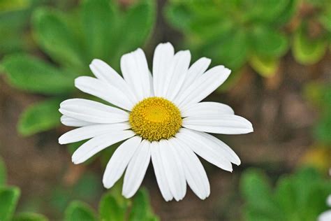 Daisy Flower