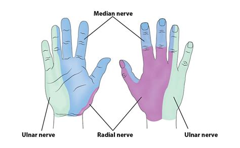 Median Nerve Ulnar Nerve Combo With Anatomy Of The Radius And Ulna