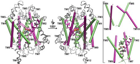 The Crystal Structure Of Leut Views Of The Leut Structure As Would Be Download Scientific