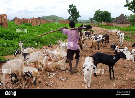 Eritrea Agriculture Hi Res Stock Photography And Images Alamy