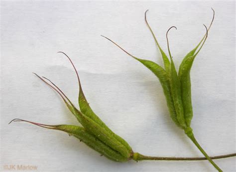 NameThatPlant Net Follicle Images