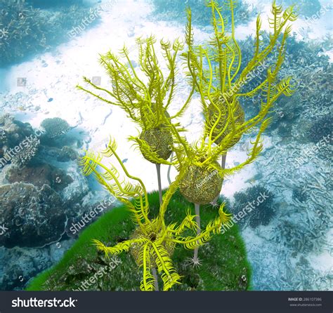 3d Computer Illustration Extinct Marine Echinoderms Stock Illustration 286107386 Shutterstock