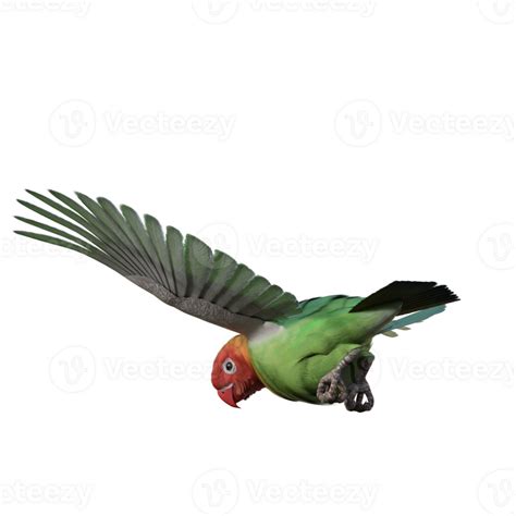 Inséparable Animal Isolé 3d 27140447 Png