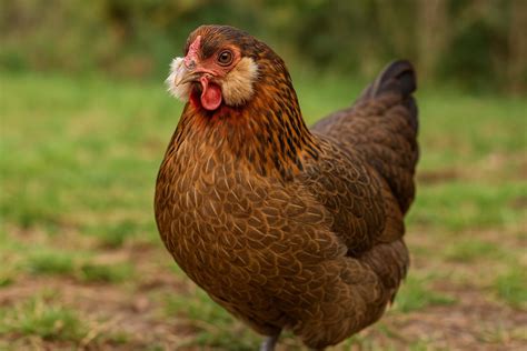 What Is An Araucana Chicken