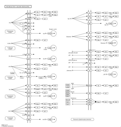 Kegg Pathway Neuroactive Ligand Signaling Reference Pathway