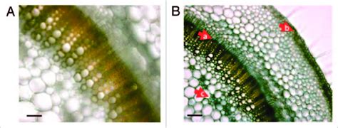 Light Micrographs Of Transverse Sections Of Stems Of Seven Week Old