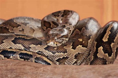 Giant Python Takes Over Malaysian Home Animals Around The Globe