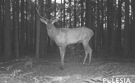 Хижаки вийшли на полювання Чорнобильський заповідник показав нічне життя тварин Вечірній Київ