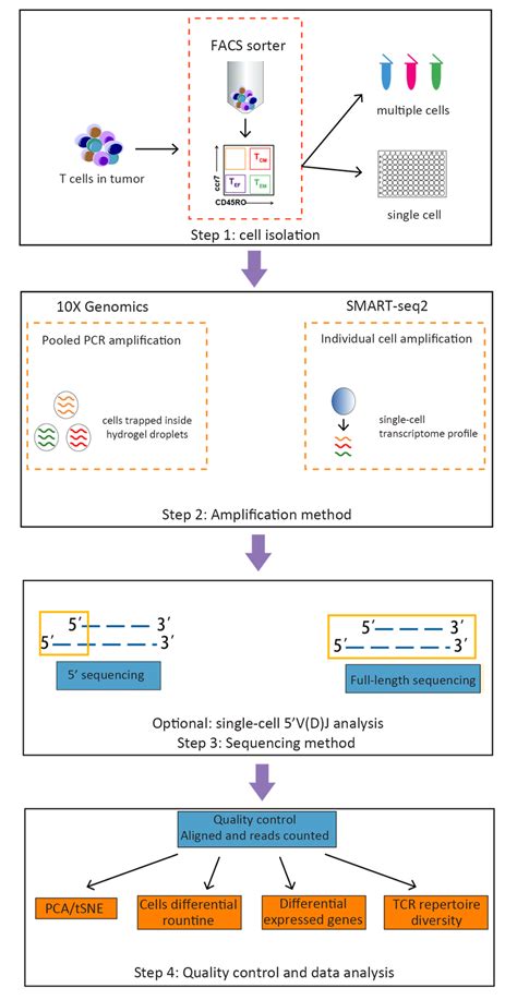 Overview Of Scrna Seq Technology In Study Of T Cells T Cells Are