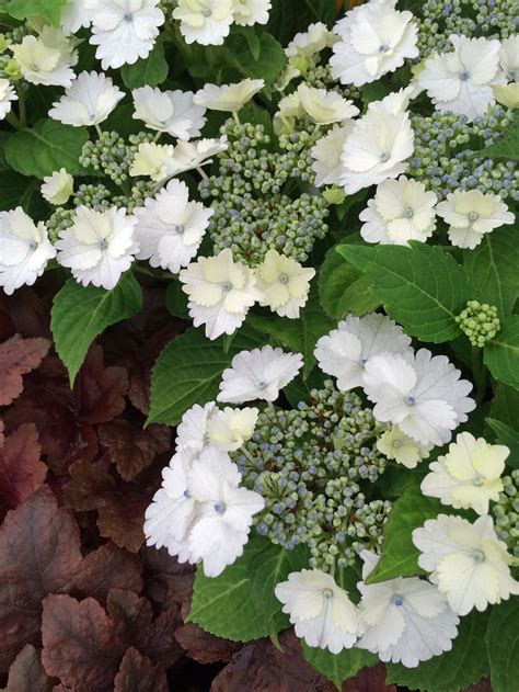 Wordless Wednesday Hydrangea Macrophylla ‘koria Susan Rushton