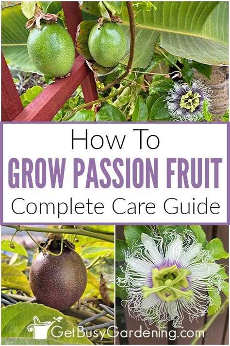 Growing Passion Fruit Complete Plant Care Guide Artofit