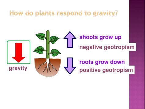 Ppt B7 Coordination And Response Powerpoint Presentation Free