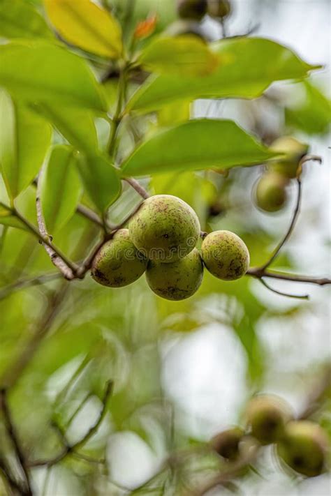 Tree With Fruits Called Mangaba Stock Image Image Of Mangabeira