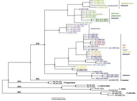 Nuclear Dna Tree Phylogenetic Tree 50 Majority Rule Consensus Tree