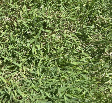 What Is This Grass Midwest Lawn Care Forum