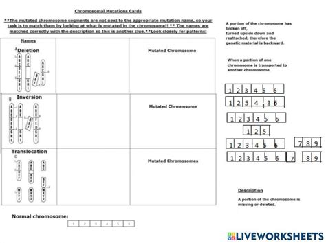 Chromosomal Mutations Worksheet Worksheets Library