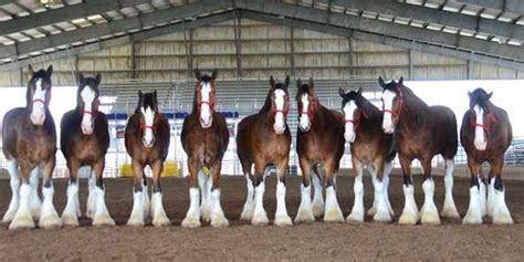 World Clydesdale Show October 25 28 2018 State Trunk Tour