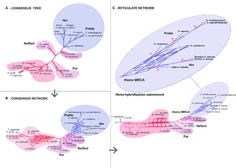 Phylogenetic Networks Graphical Results Tree And Network Computations Download Scientific