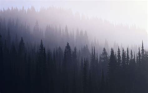 Foggy Forest Wallpapers Wallpaper Cave