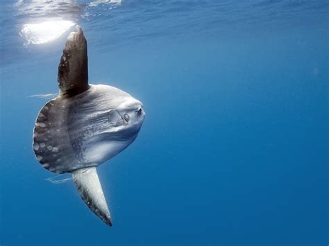 Giant Saltwater Fish