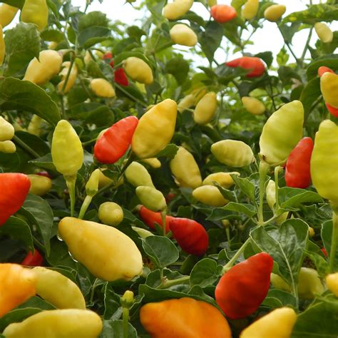 Cabe Rawit Bintang Asia