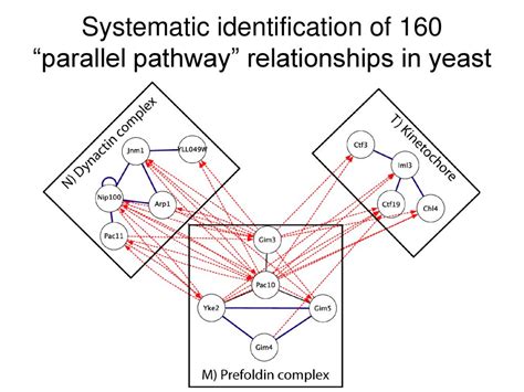Modeling cells with protein networks - ppt download