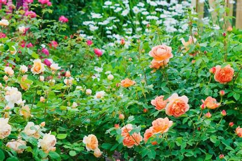 A Simple Guide To Types Of Roses 22 Must Have Rose Flowers
