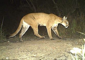 Cougar Wikipedia