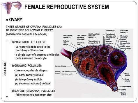 Histology Of The Female Reproductive System Dr Louis Ngendahayo