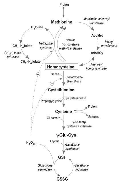 Glutathione Peroxidase Selenium