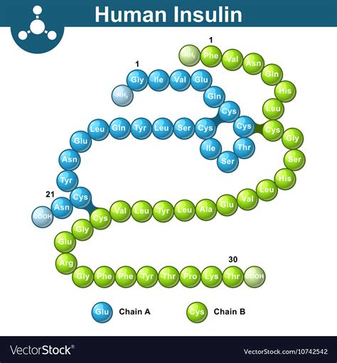 Insulin Molecule Chemical Structure Chemical Structure Of A Human My Xxx Hot Girl