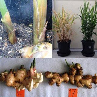 Morphology Of Pythium Spp Associated With PSR Of Ginger P
