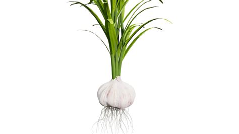 Garlic Plant Collection Flippednormals