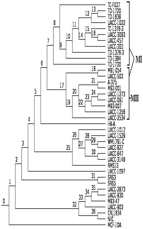 Hierarchical Clustering Using Normalized Cut On The Distance Matrix Of