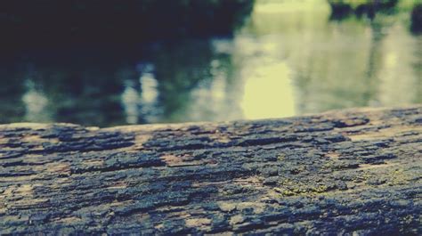 무료 이미지 나무 물 자연 숲 잔디 구름 하늘 햇빛 아침 조직 잎 녹색 반사 푸른 시즌 대기 현상 지구의 분위기 4224x2368