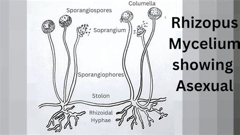 Rhizopus Fungi Diagram Rhizopus Stolonifer Morphology And