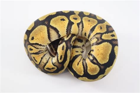 2022 Pastel Yb Ball Python By Mohawk Morphs