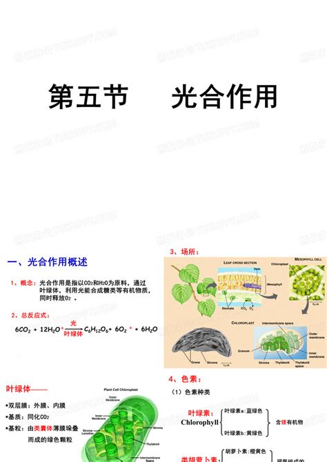 光合作用ppt模板下载 编号loewbexd 熊猫办公