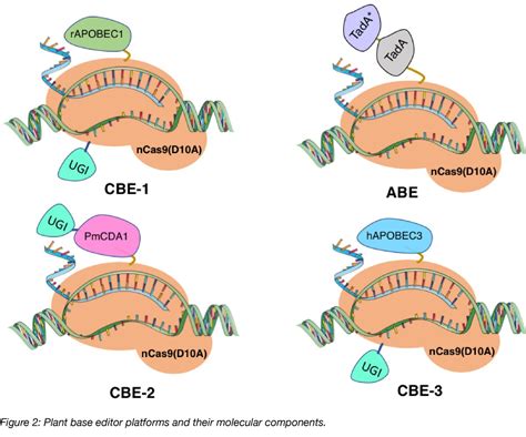 Crispr Mediated Plant Base Editors