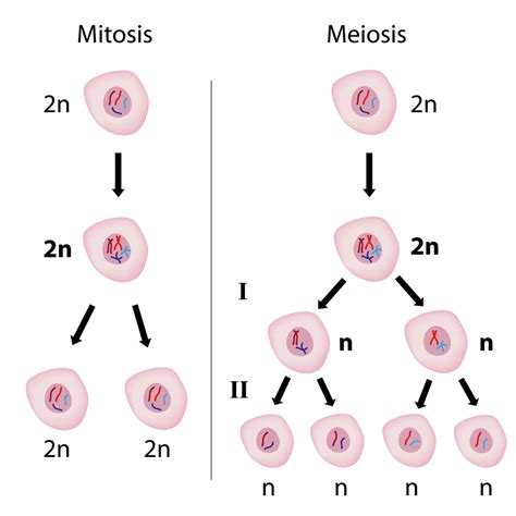 Meiosis Y Mitosis Meiosis An Overview Of Key Differences From