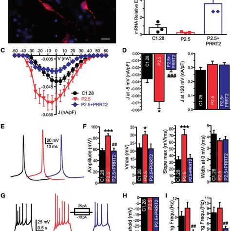 Neuronal Differentiation And Characterization Of Ipsc Derived Neurons