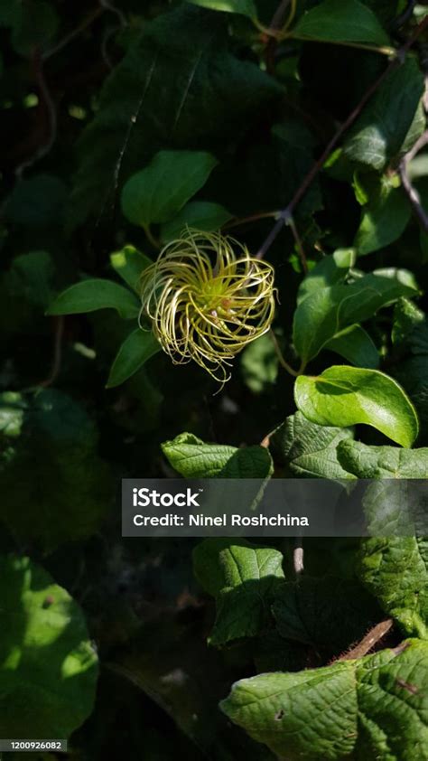 특이한 노란색 곱슬 꽃과 신선한 녹색 잎 배경에 밝은 햇빛과 하드 그림자 녹색 관목 성장 자연 단풍 배경입니다 0명에 대한 스톡 사진 및 기타 이미지 Istock