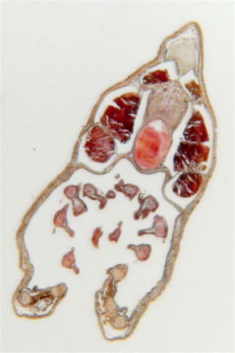 Amphioxus Part 2 Diagram Quizlet