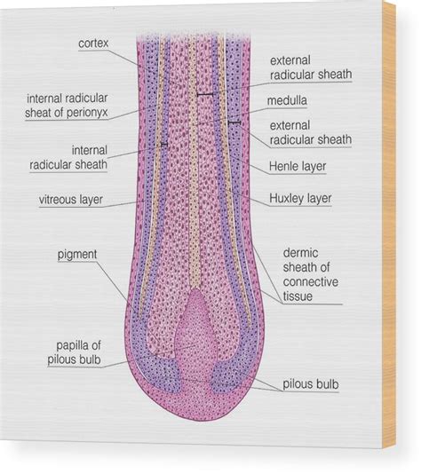 Hair Follicle Anatomy 1280x720