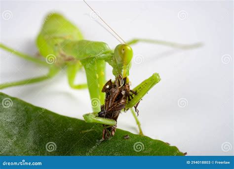 A Mantis Eating Grasshopper Close Up At Horizontal Composition Stock Image Image Of Alive