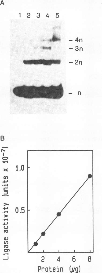 Figure From DNA Ligase I From Xenopus Laevis Eggs Semantic Scholar