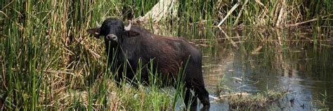 Al Azraq Ash Shamālī（约旦）最佳酒店推荐2024 2025