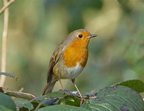 10 Types Of Robin Species Facts And Photos