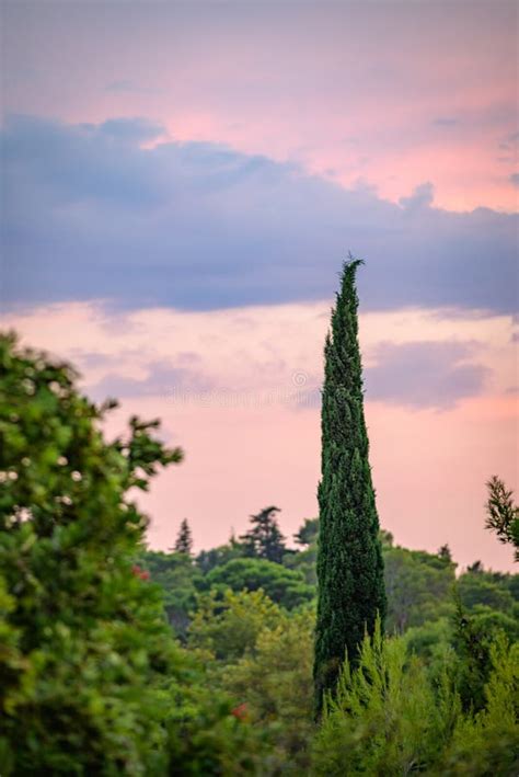 Tall Cypress Tree Against A Colorful Sunset Sky With Clouds Stock Image