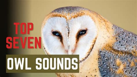 What Sound Does A Barn Owl Sound Like Birdful